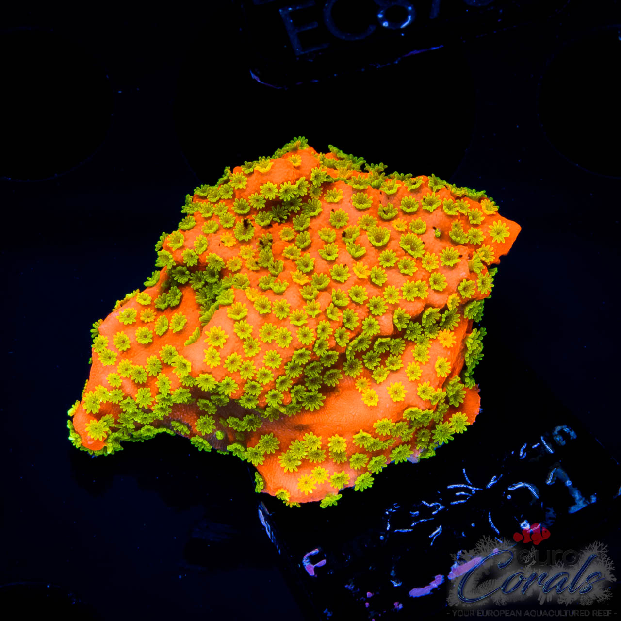 EC Sunset Monti – Euro Corals