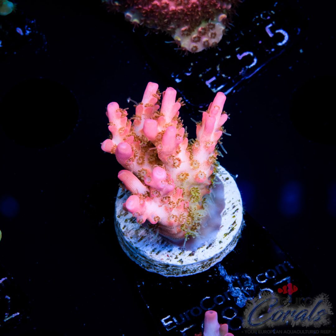 EC Original Vivid Confetti Acro NEW – Euro Corals