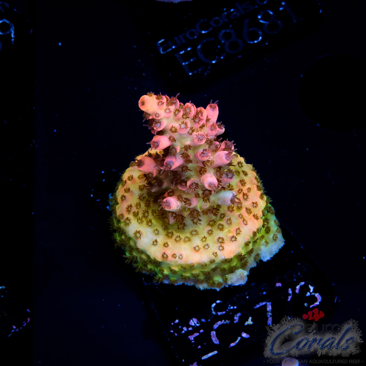 EC Praire Fire Table Acro - Euro Corals