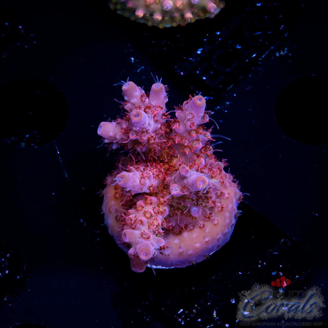EC Pink Passion Acro – Euro Corals