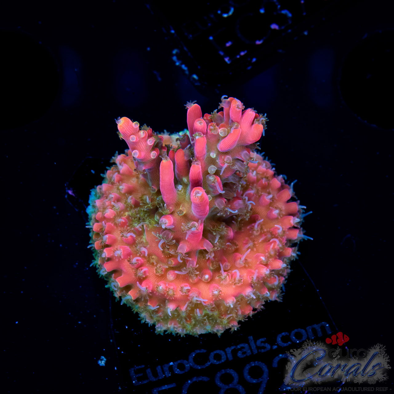 EC Hippie Juice Acro – Euro Corals