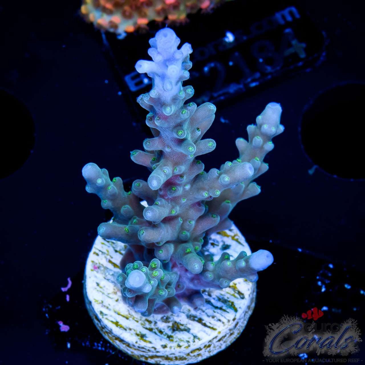EC Shark Attack Acro – Euro Corals