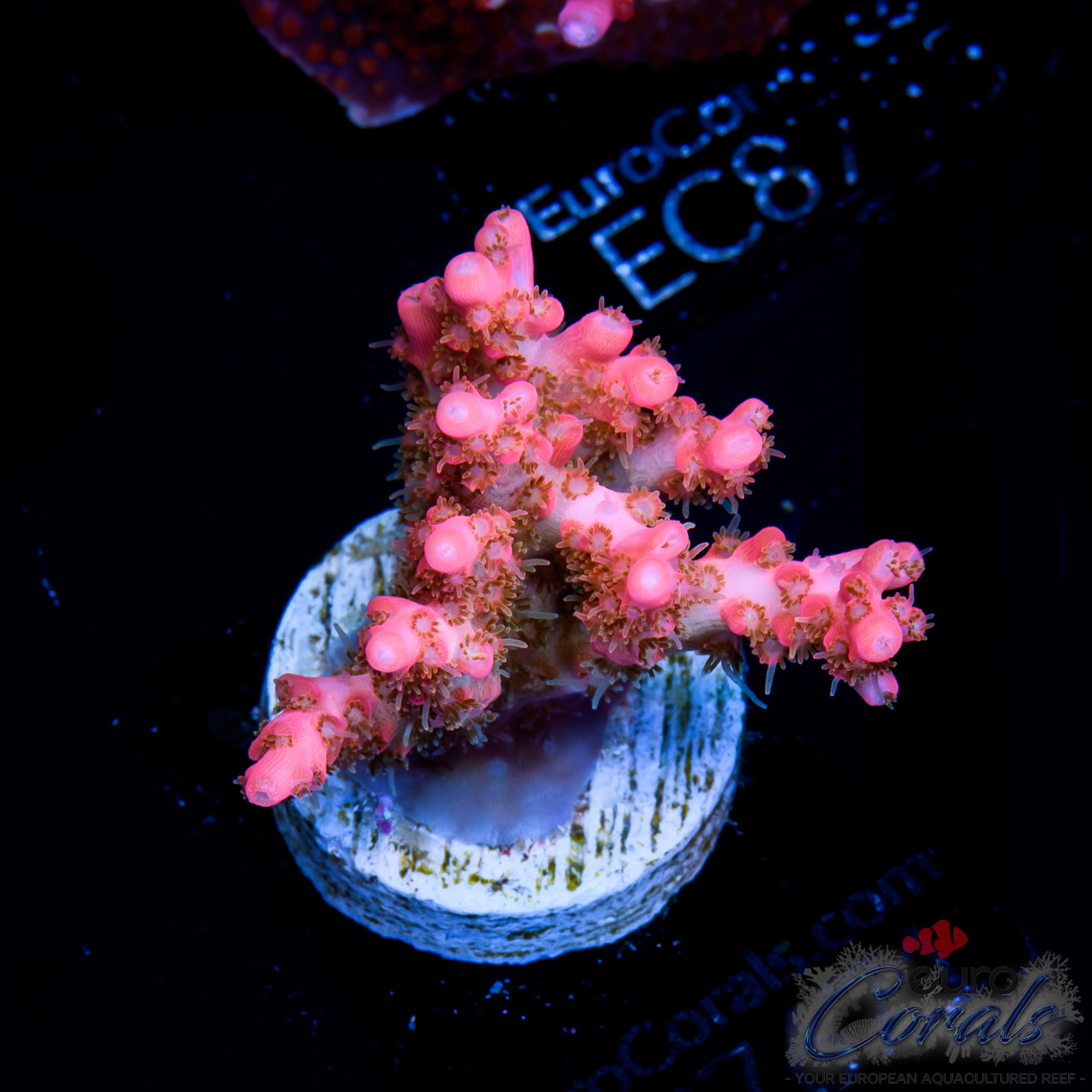 EC Original Vivid Confetti Acro NEW – Euro Corals