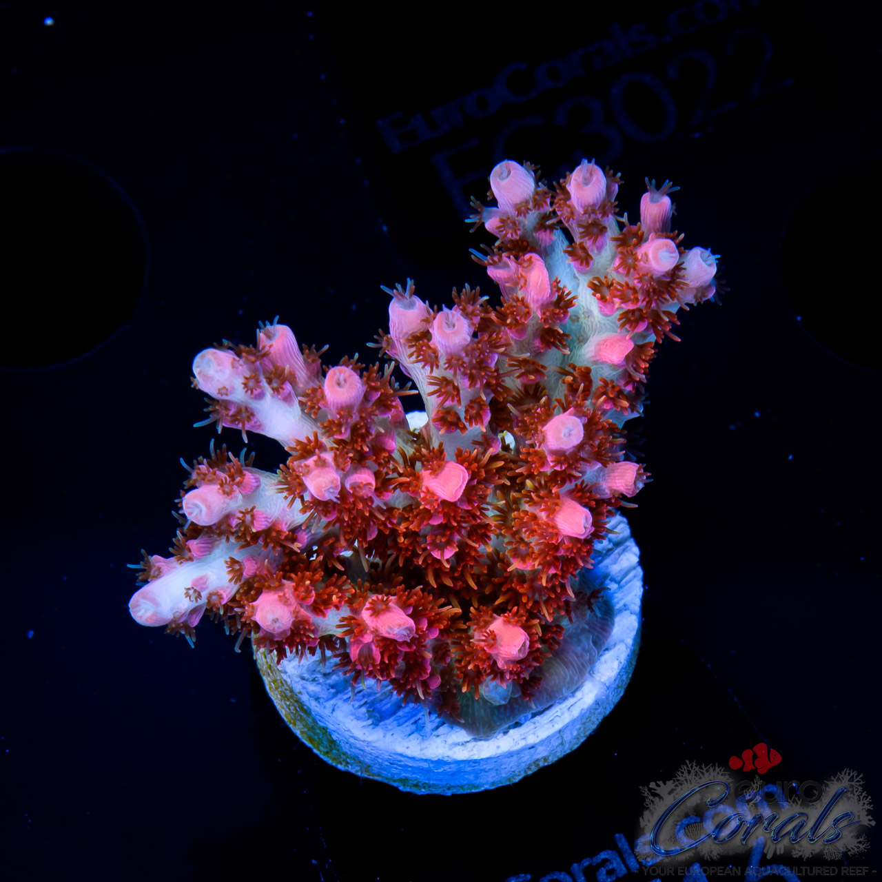 EC TuttiFrutti Table Acro EXTREME – Euro Corals
