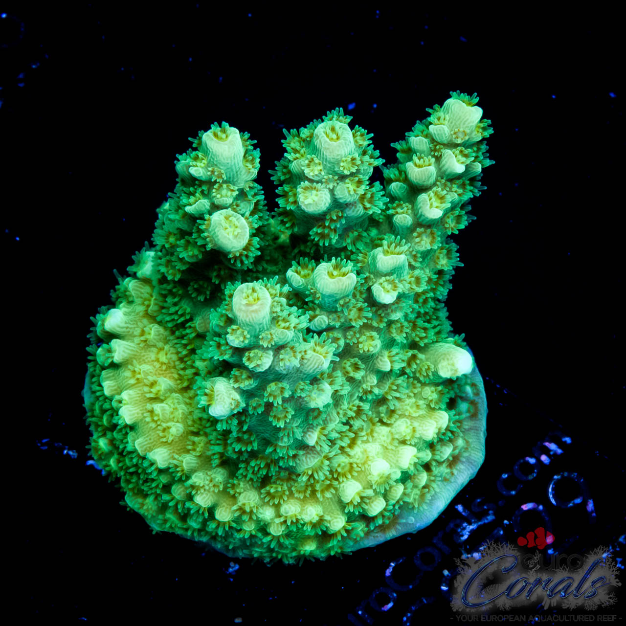 EC Red Hot Hat Digit Acro - Euro Corals