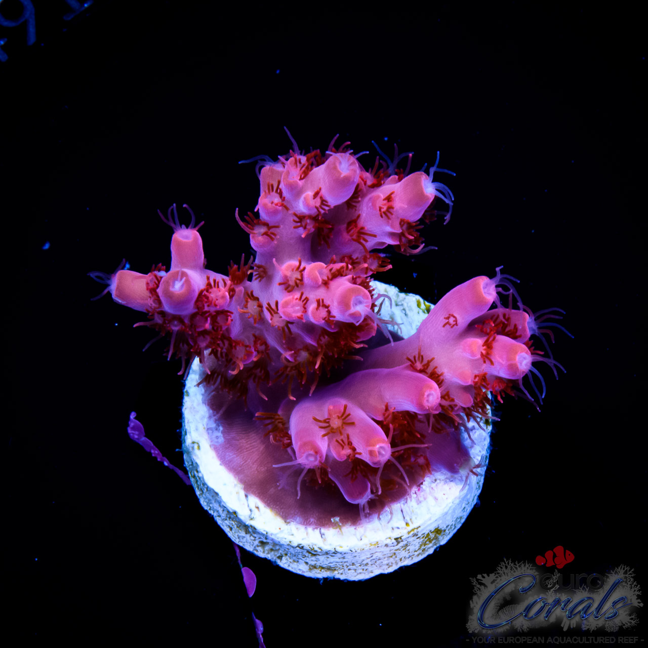 EC Pink Passion Acro – Euro Corals