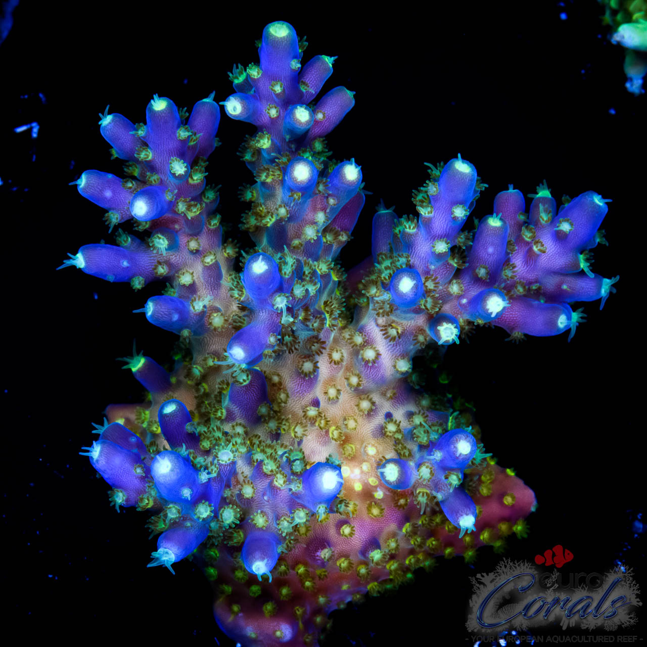 EC Nebula Super Blue Yellow Polyps Acro – Euro Corals