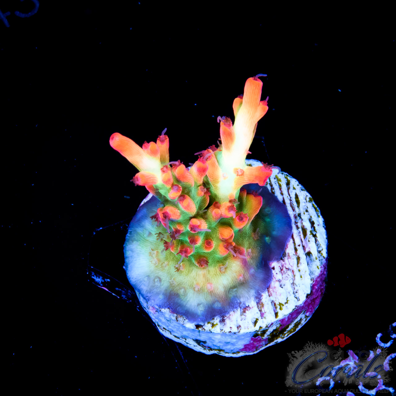 EC Super Raspberry SC Acro – Euro Corals