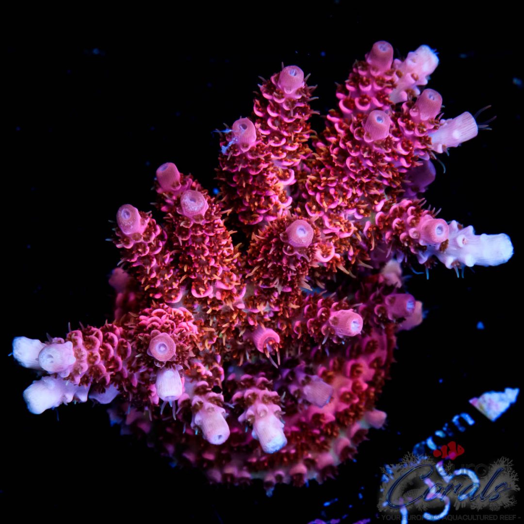 EC Rainbow Phoenix Acro – Euro Corals