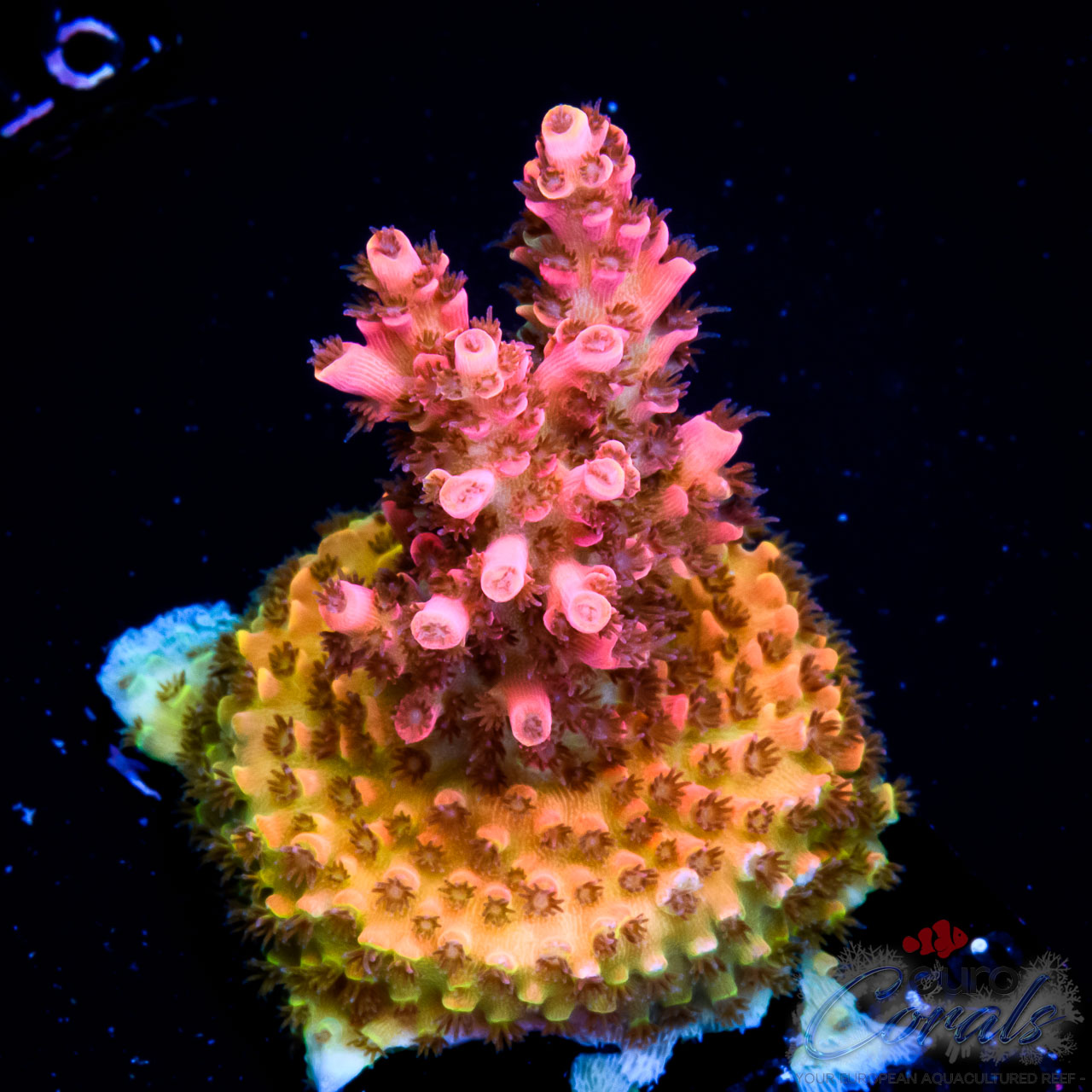 EC Piñata Table Acro – Euro Corals
