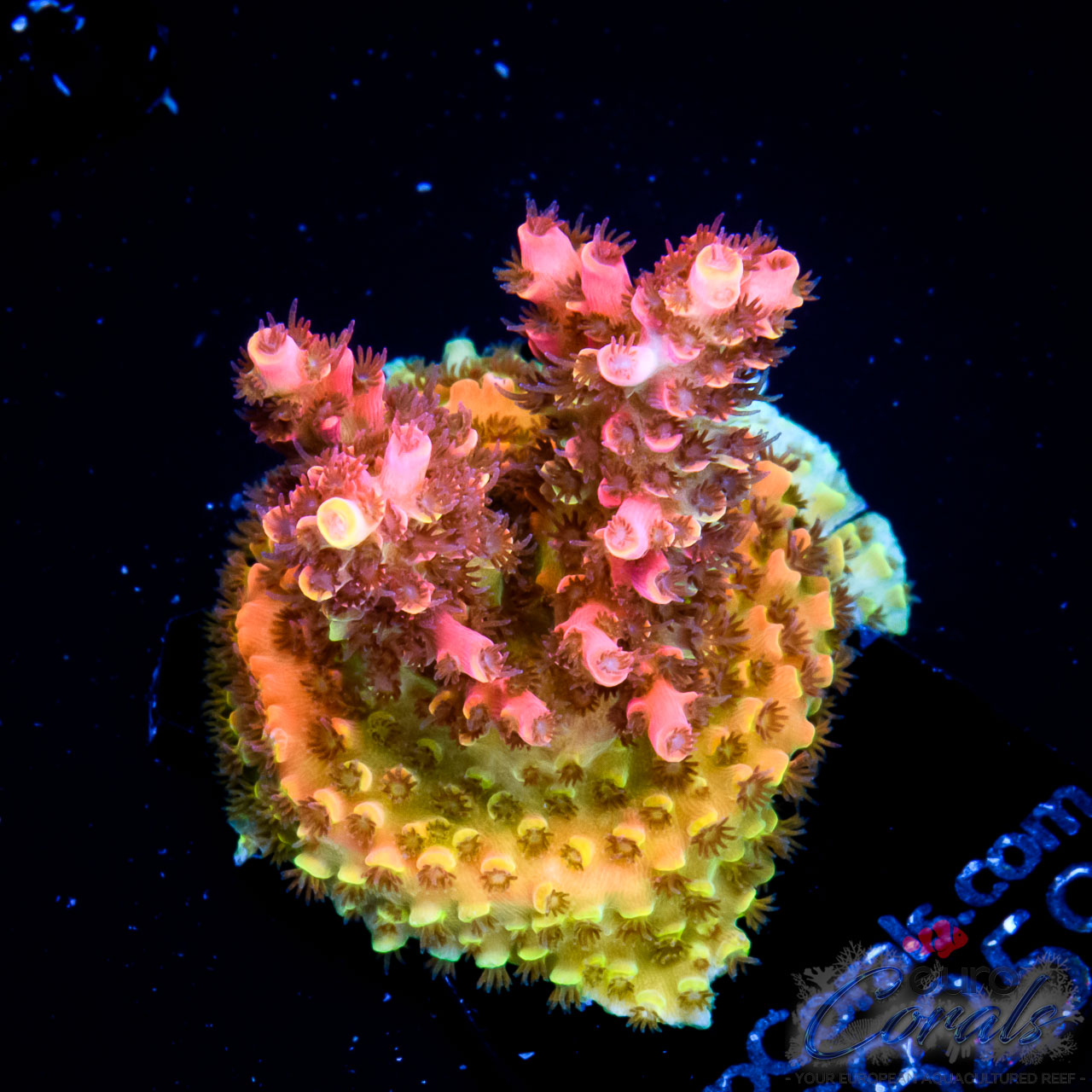 EC Piñata Table Acro – Euro Corals