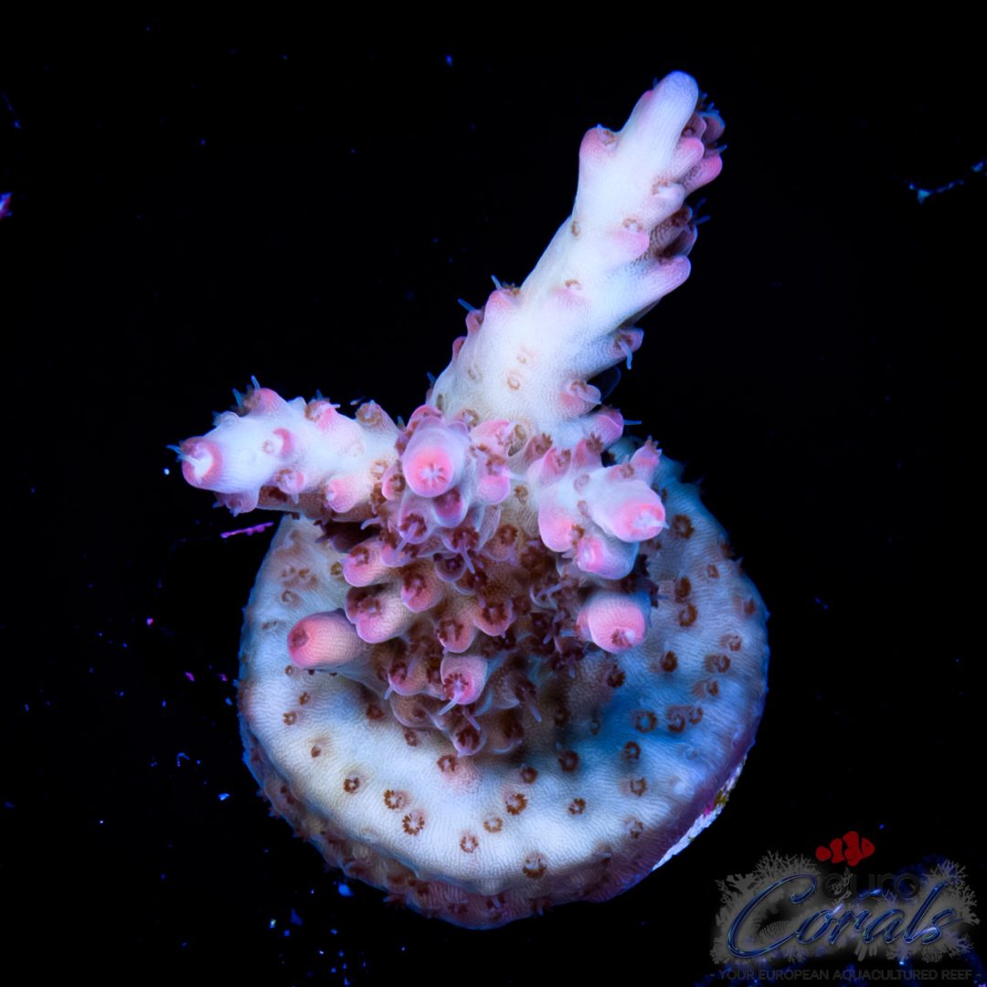 EC Pink Ghost Acro – Euro Corals