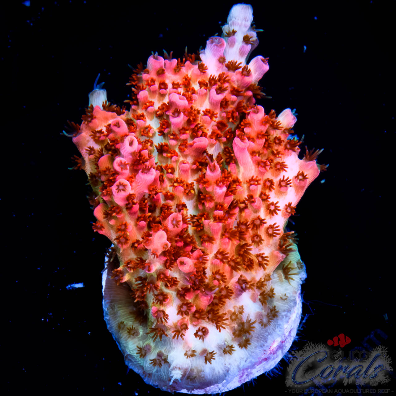EC TuttiFrutti Table Acro EXTREME – Euro Corals