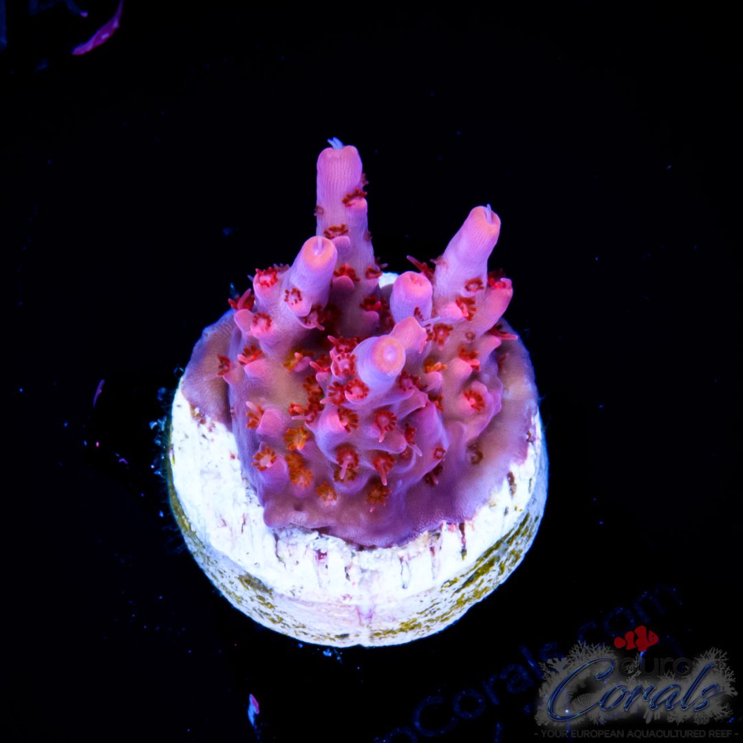 EC Pink Passion Acro – Euro Corals