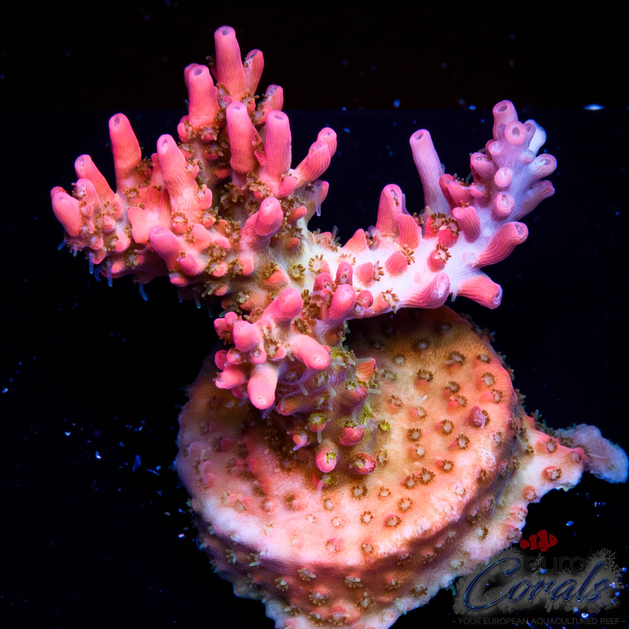 EC Original Vivid Confetti Acro NEW – Euro Corals