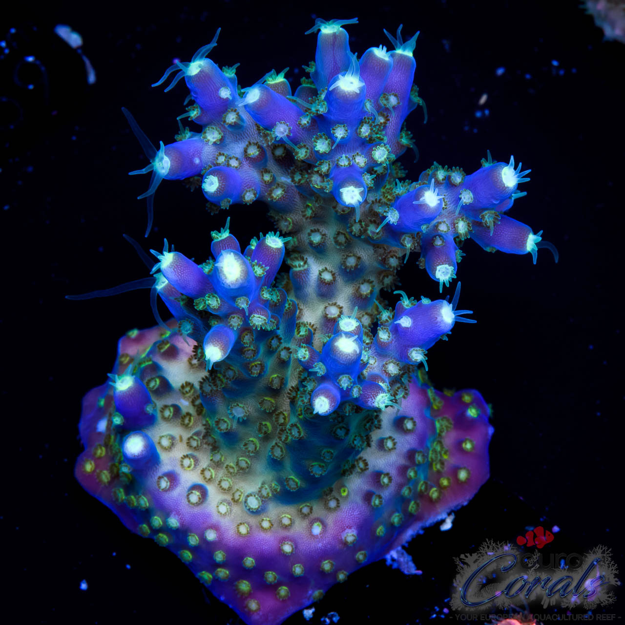EC Nebula Super Blue Yellow Polyps Acro – Euro Corals
