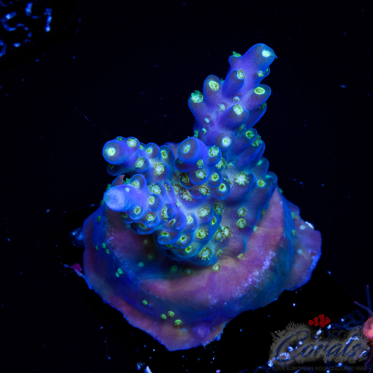 EC Nebula Super Blue Yellow Polyps Acro – Euro Corals