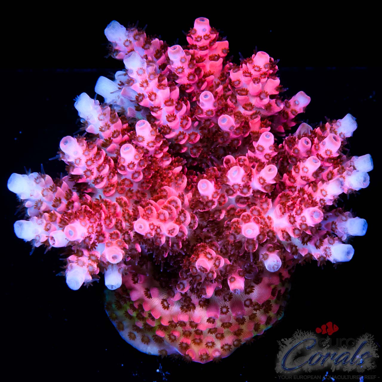 EC RedBull Table Acro – Euro Corals