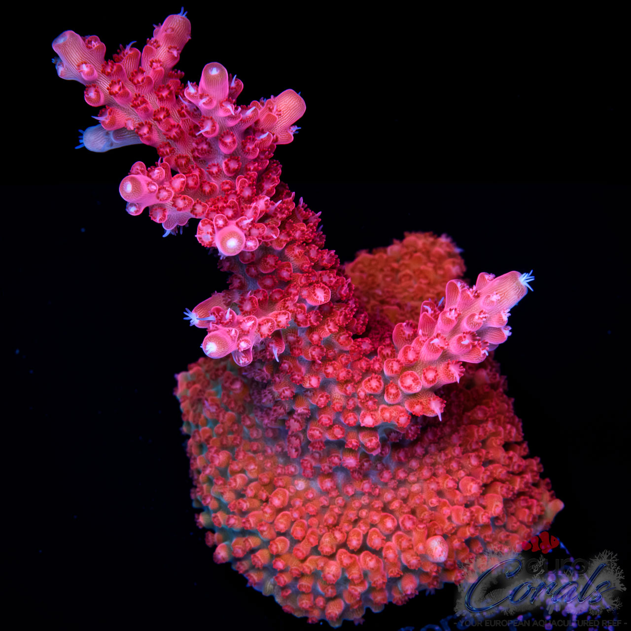 EC Red Bluster Acro – Euro Corals