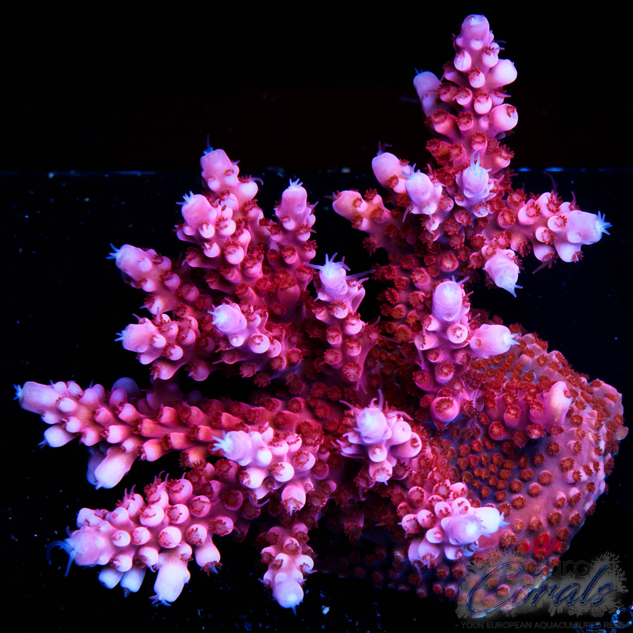 EC Adam Bomb Super Red Acro XXL – Euro Corals