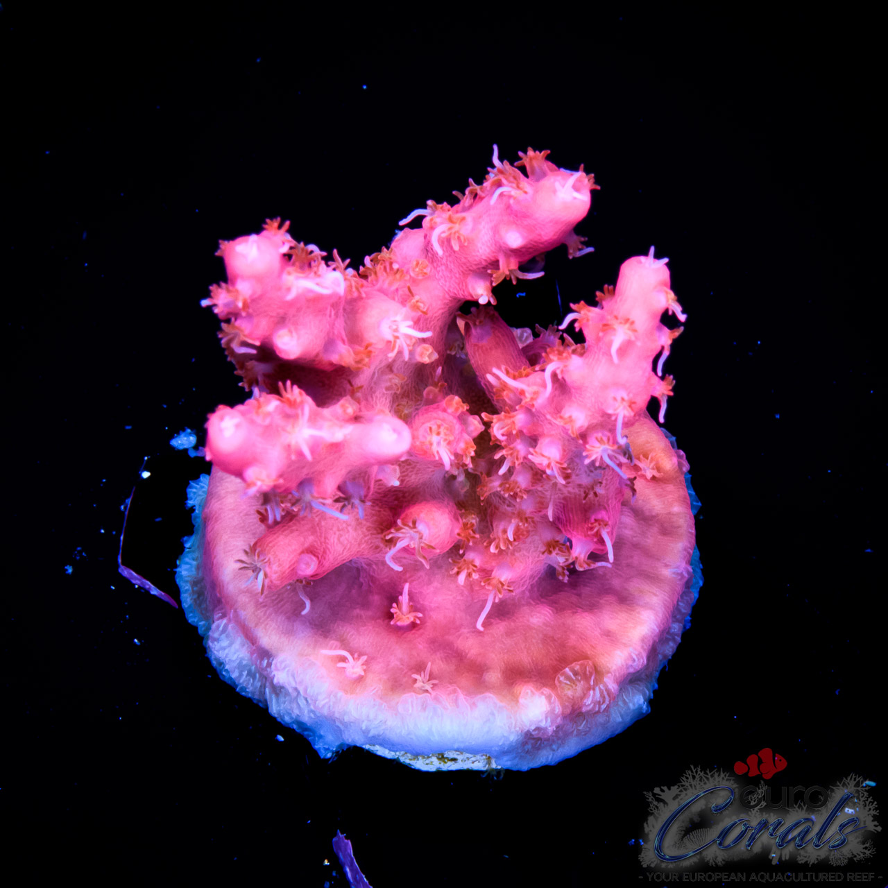 EC pink Panther Acro NEW – Euro Corals