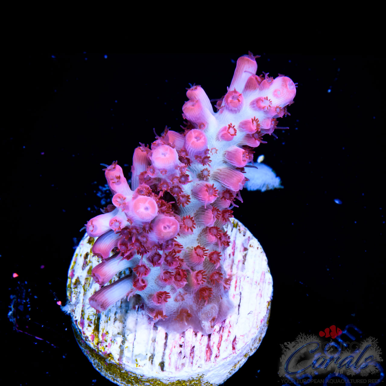 EC Hello Kitty red polyps Acro – Euro Corals