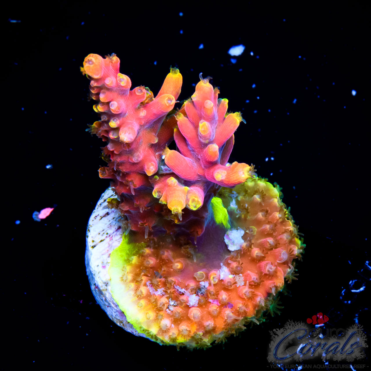 EC Candyland Acro NEW – Euro Corals