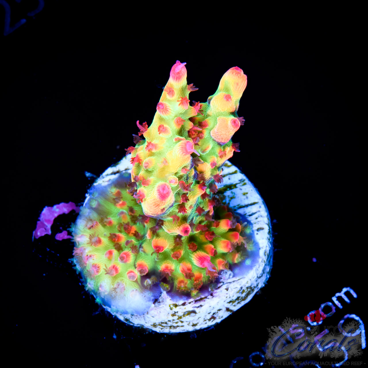 EC Red Devils Acro EXTREME - Euro Corals