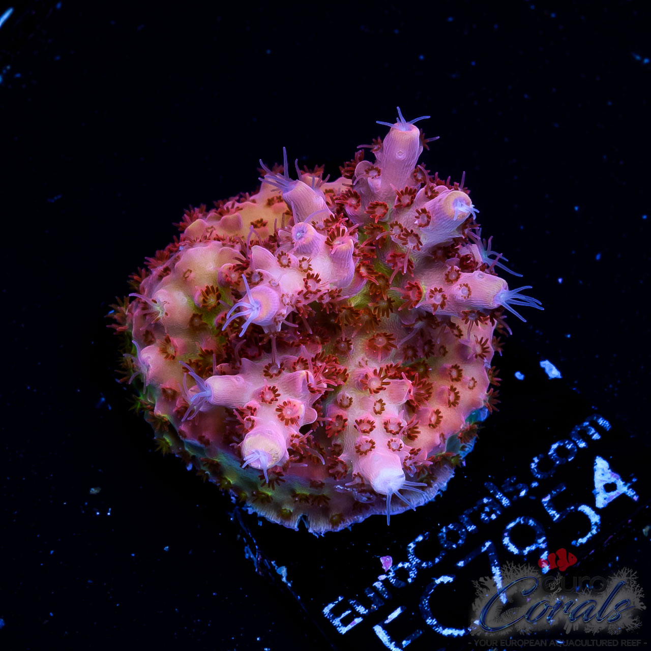EC Pink Passion Acro EX – Euro Corals