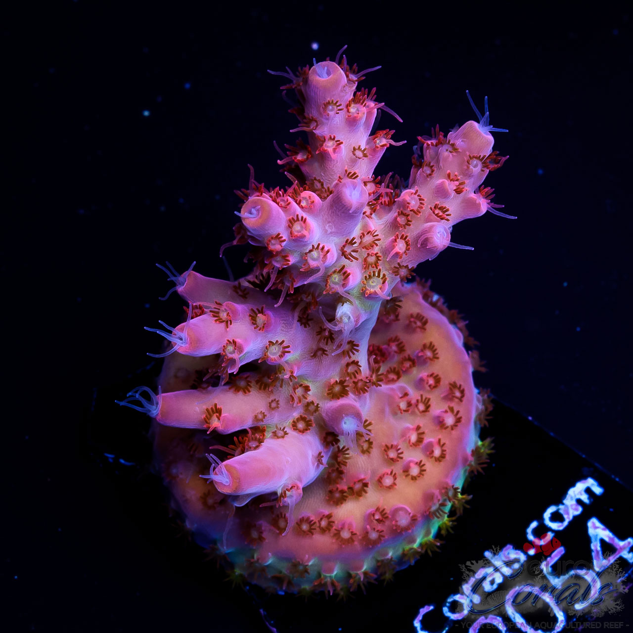 EC Pink Passion Acro EX – Euro Corals