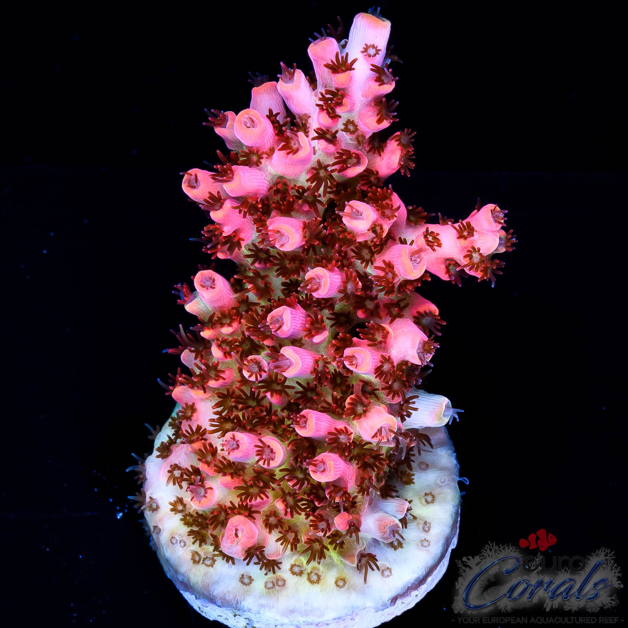 EC Fire Garden Rainbow Table Acro – Euro Corals