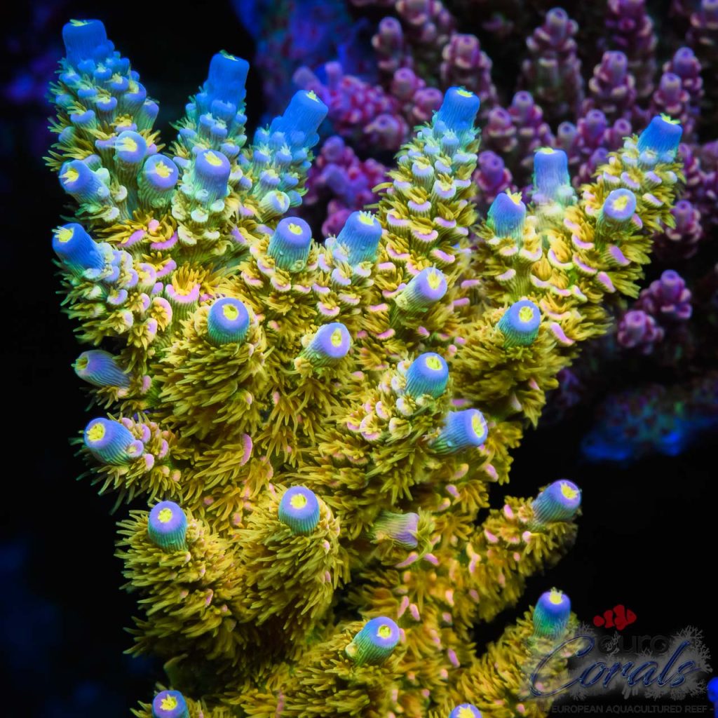 Cut-To-Order Signature Corals Archives - Euro Corals
