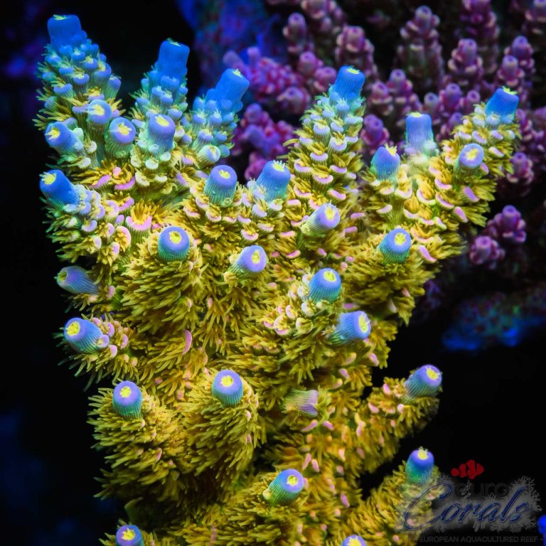 Cut-To-Order Signature Corals Archives - Euro Corals