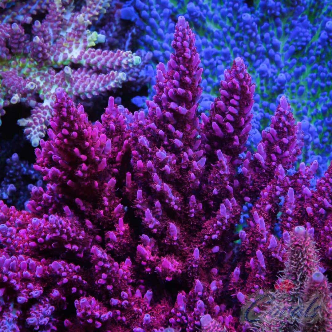 Cut-To-Order Signature Corals Archives - Euro Corals