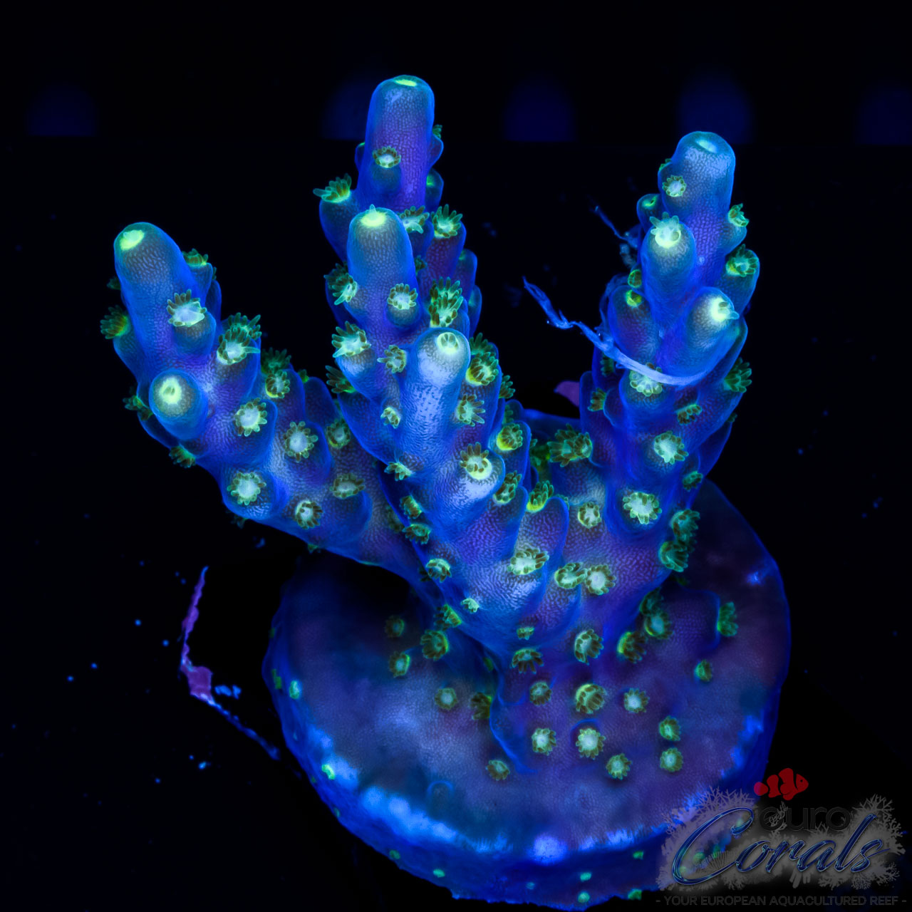 EC Nebula Super Blue Yellow Polyps Acro – Euro Corals