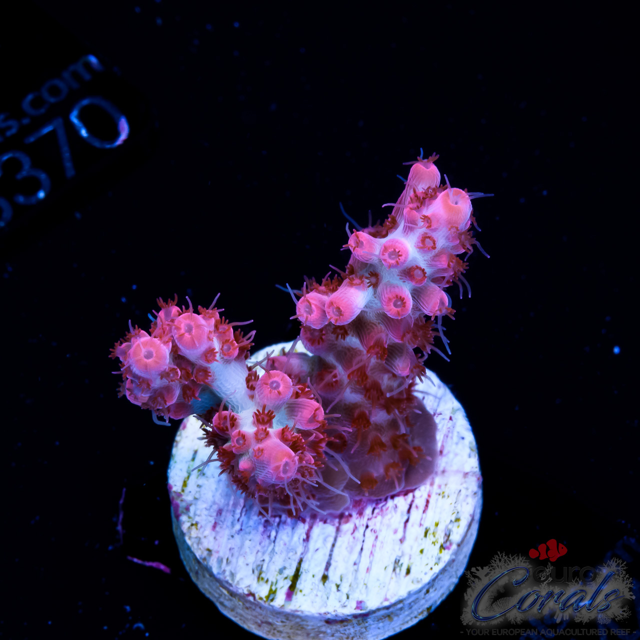 EC Hello Kitty red polyps Acro – Euro Corals