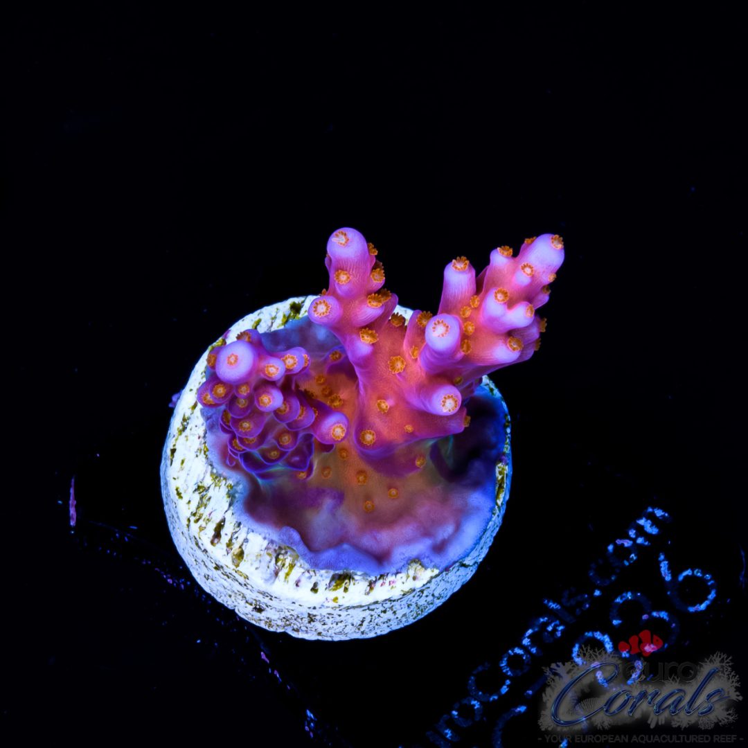 EC Original Merlin Staff Acro – Euro Corals