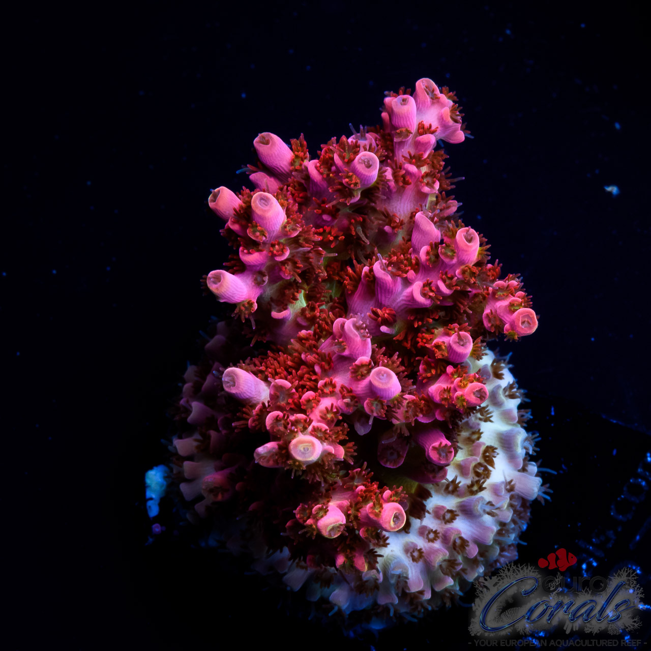 EC Fire Garden Rainbow Table Acro – Euro Corals