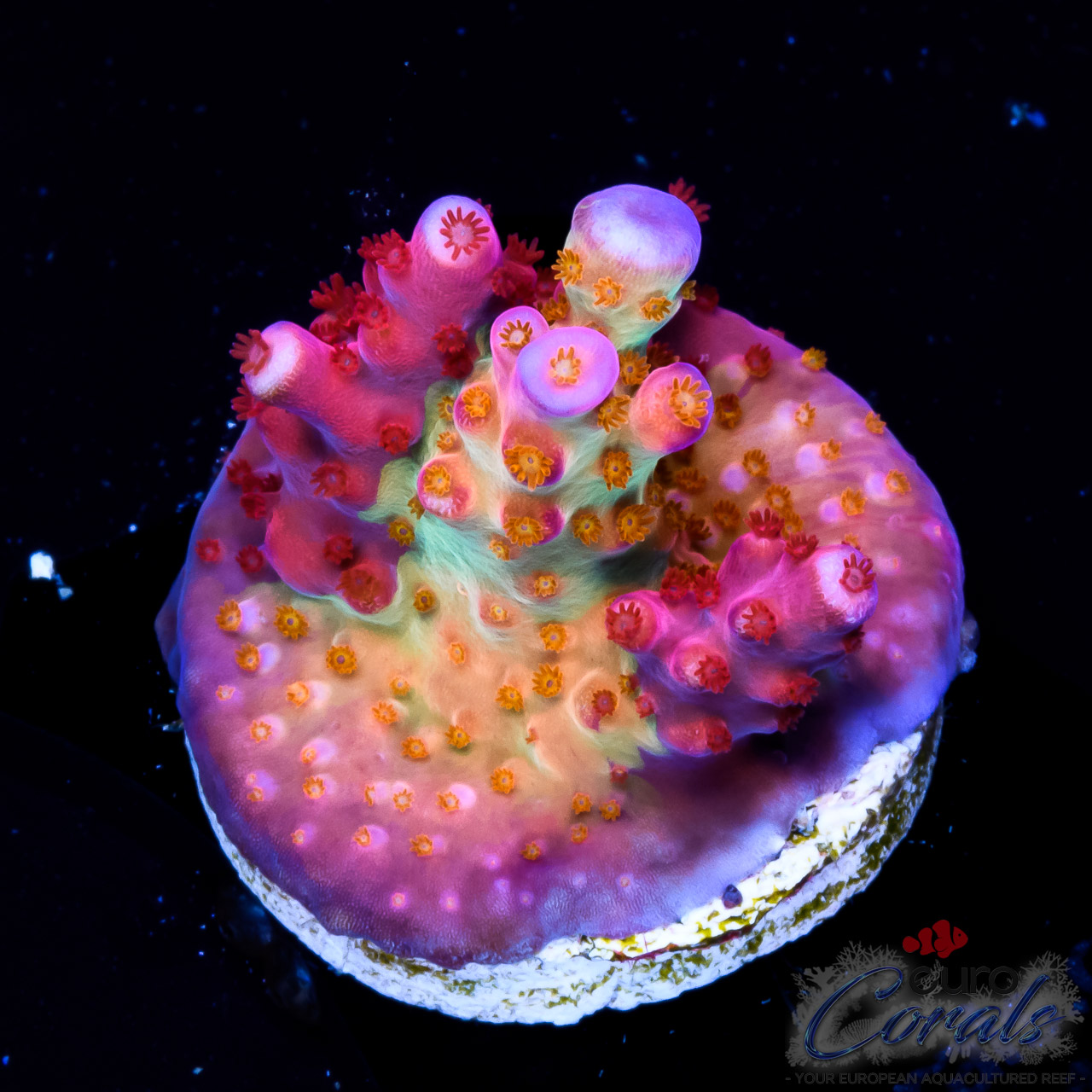 EC Hell2Heaven Acro ER GRAFTED EX – Euro Corals