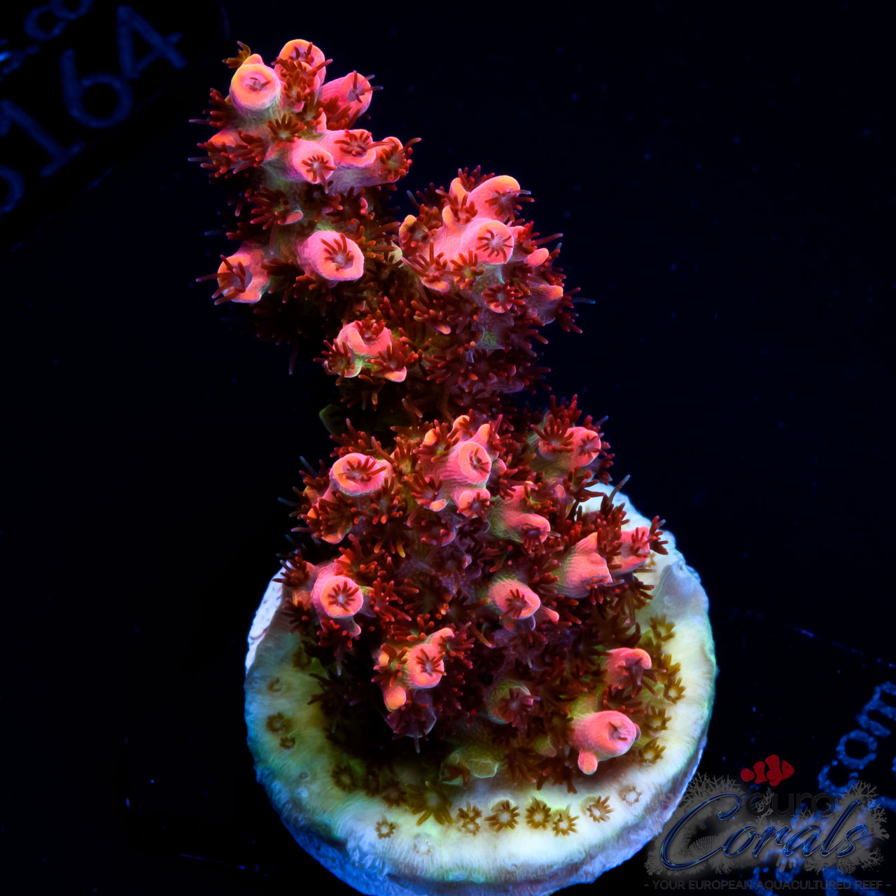 EC Master’s Ruby Table Acro NEW ER – Euro Corals