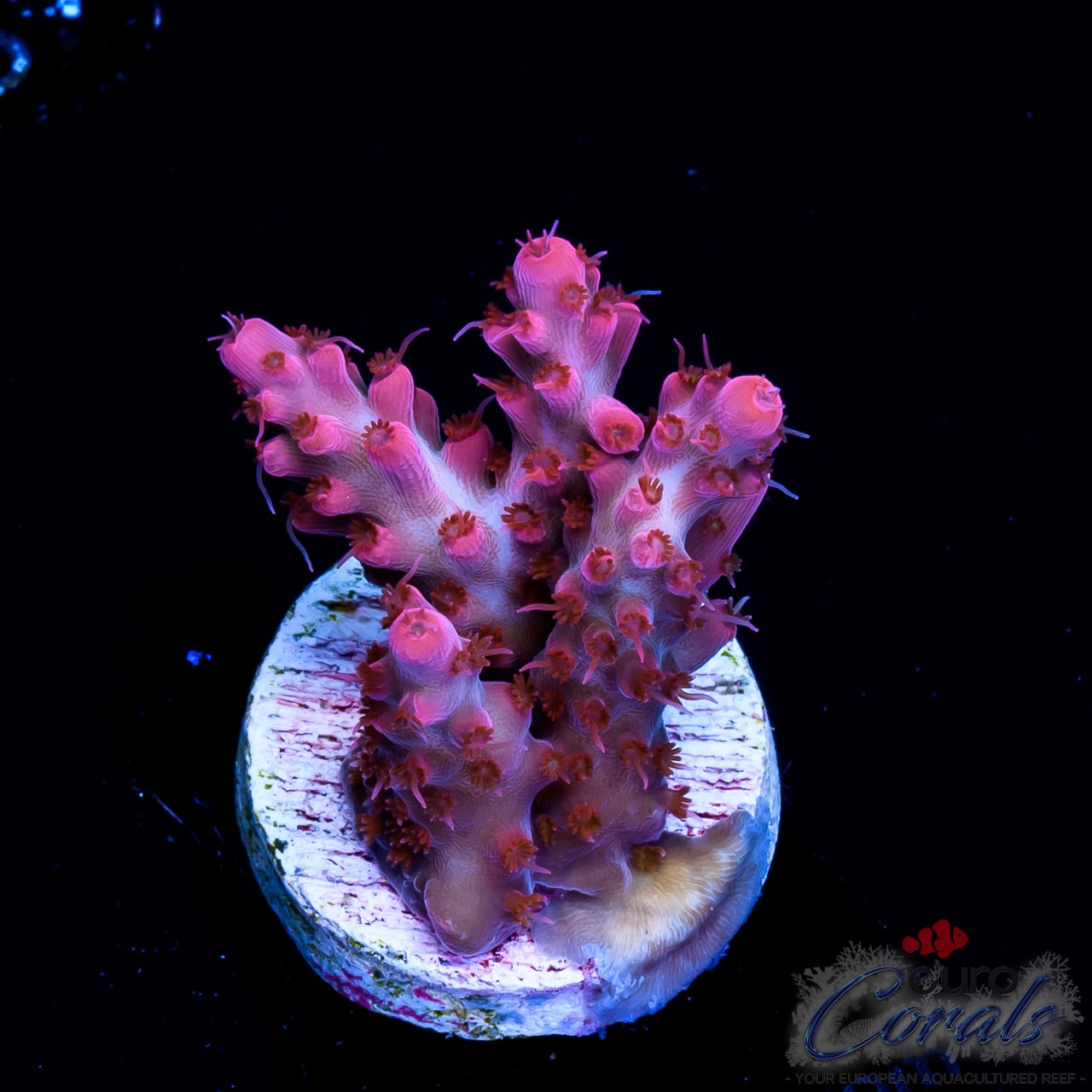 EC Hello Kitty red polyps Acro – Euro Corals