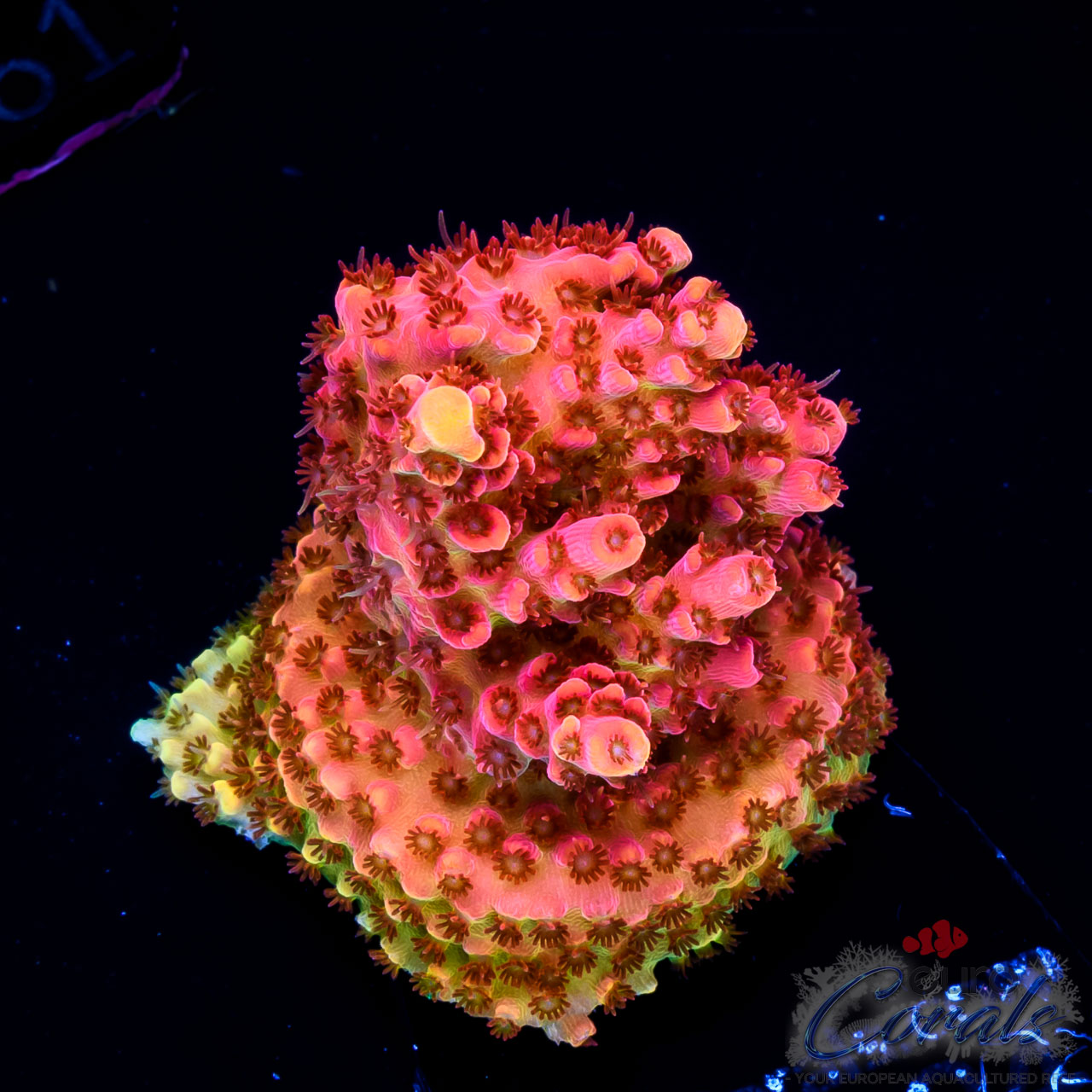 EC Tears of The Sun Table Acro NEW – Euro Corals