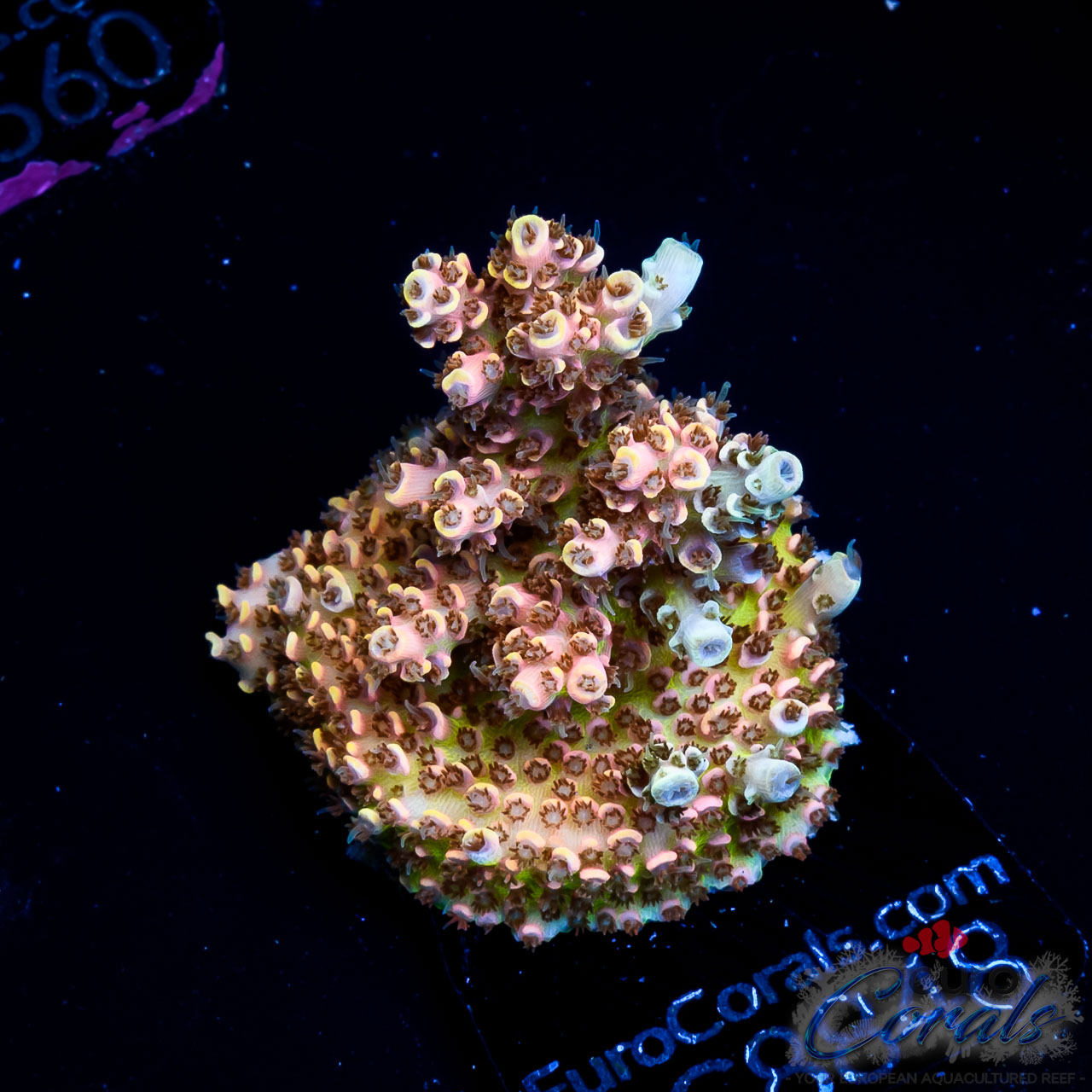 EC Golden Aquaman Table Acro - Euro Corals