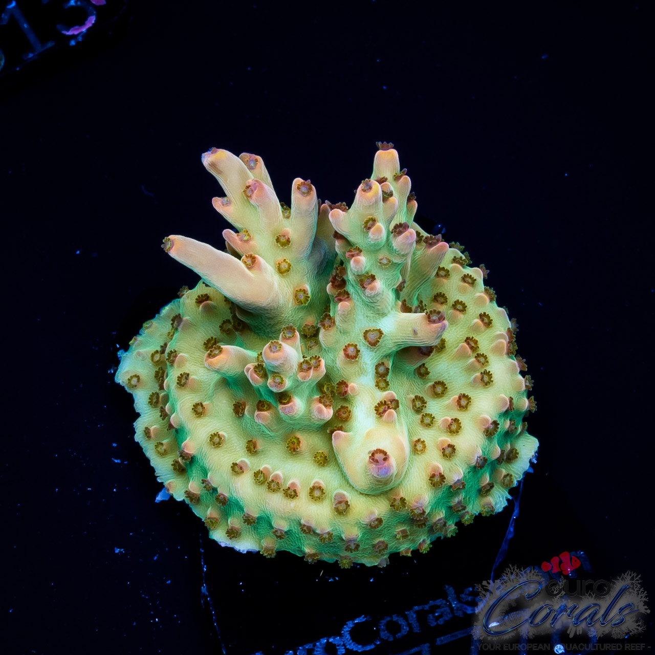 EC Rainbow Joker Acro RED/GOLDEN POLYPS - Euro Corals