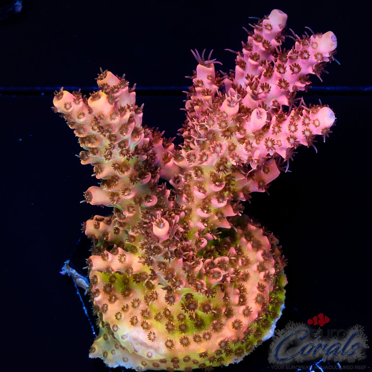 EC Fenix Rainbow Acro – Euro Corals