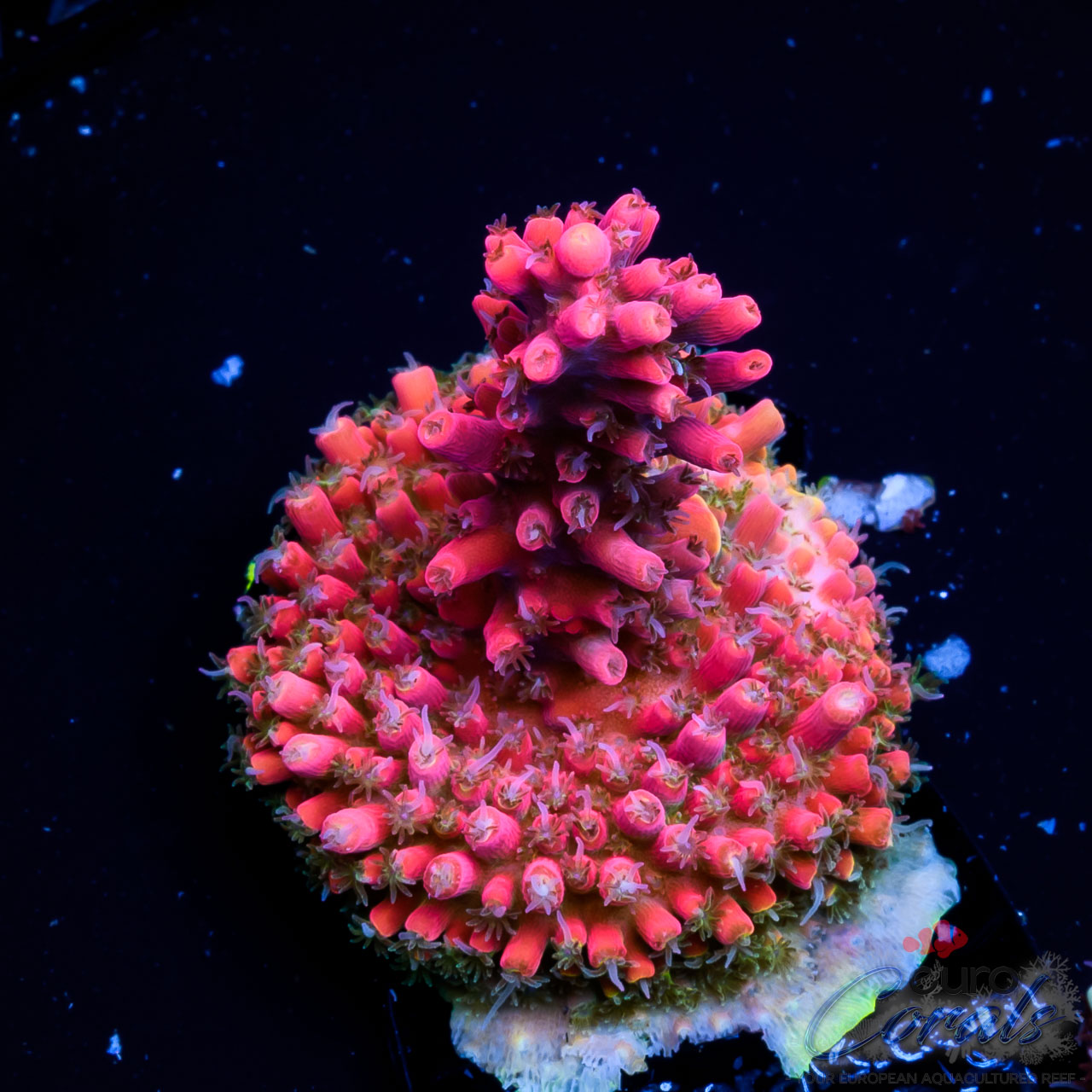 EC Hippie Juice Acro - Euro Corals