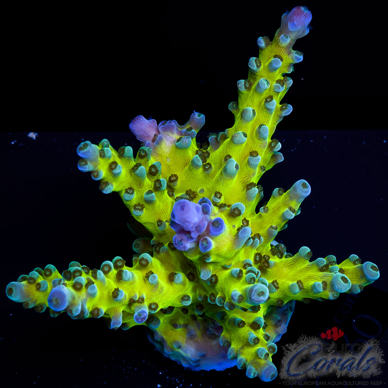 EC Electric Miyagi Tort Acro – Euro Corals