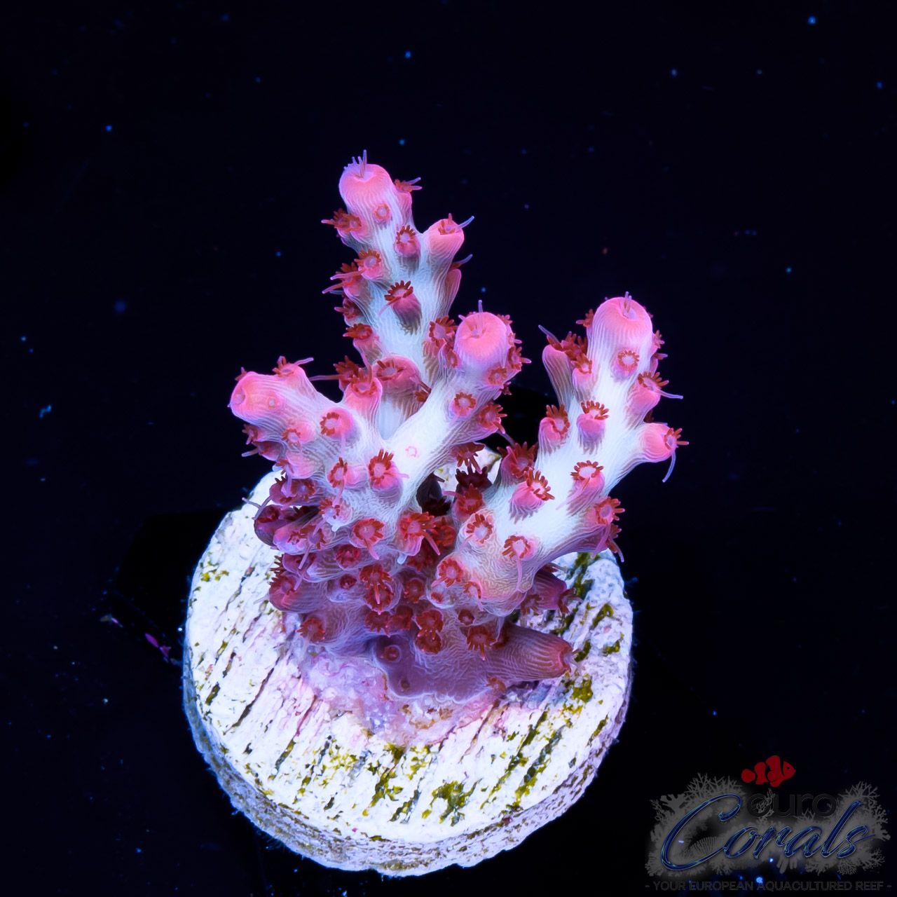 EC Hello Kitty Red Polyps Acro – Euro Corals