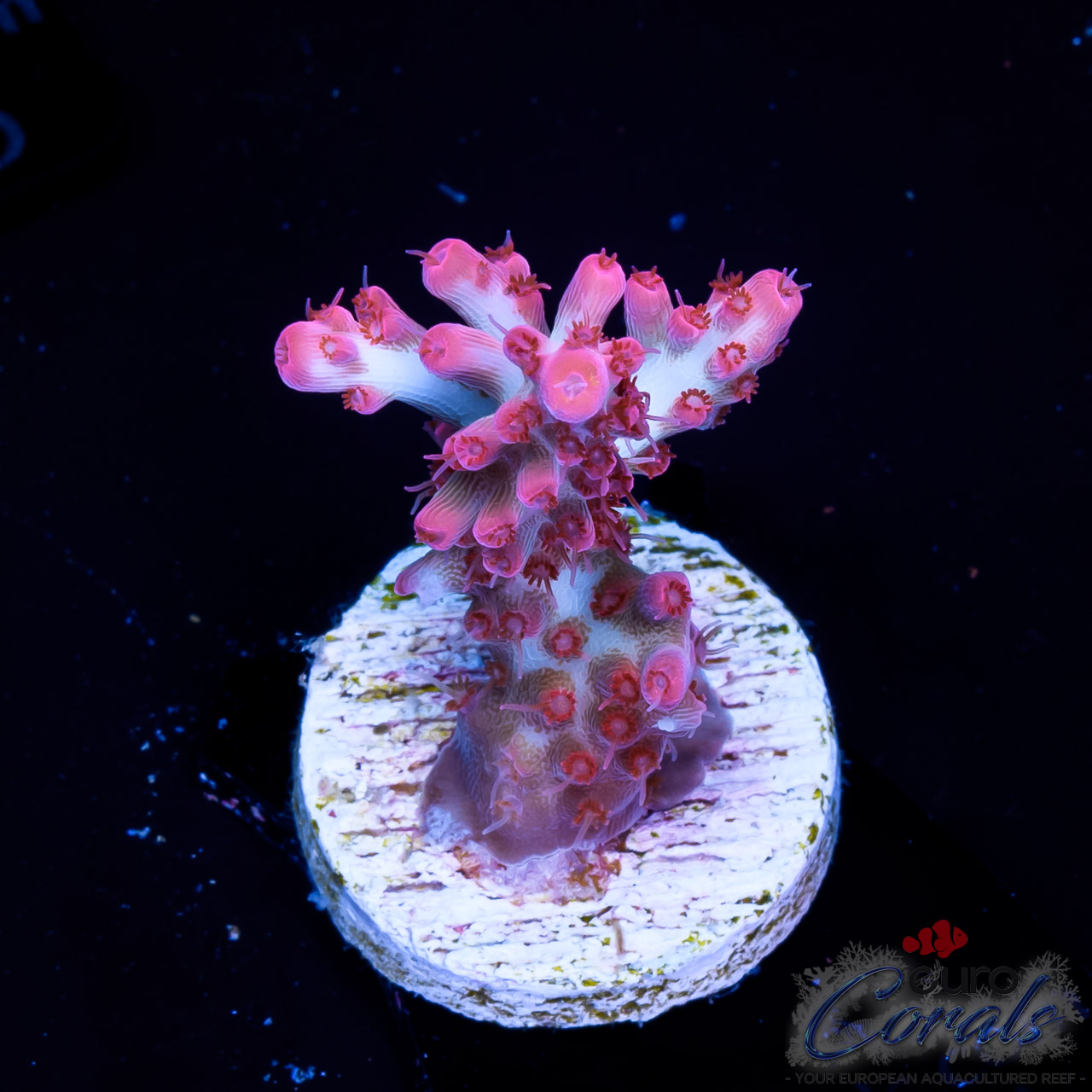 EC Hello Kitty Red Polyps Acro – Euro Corals
