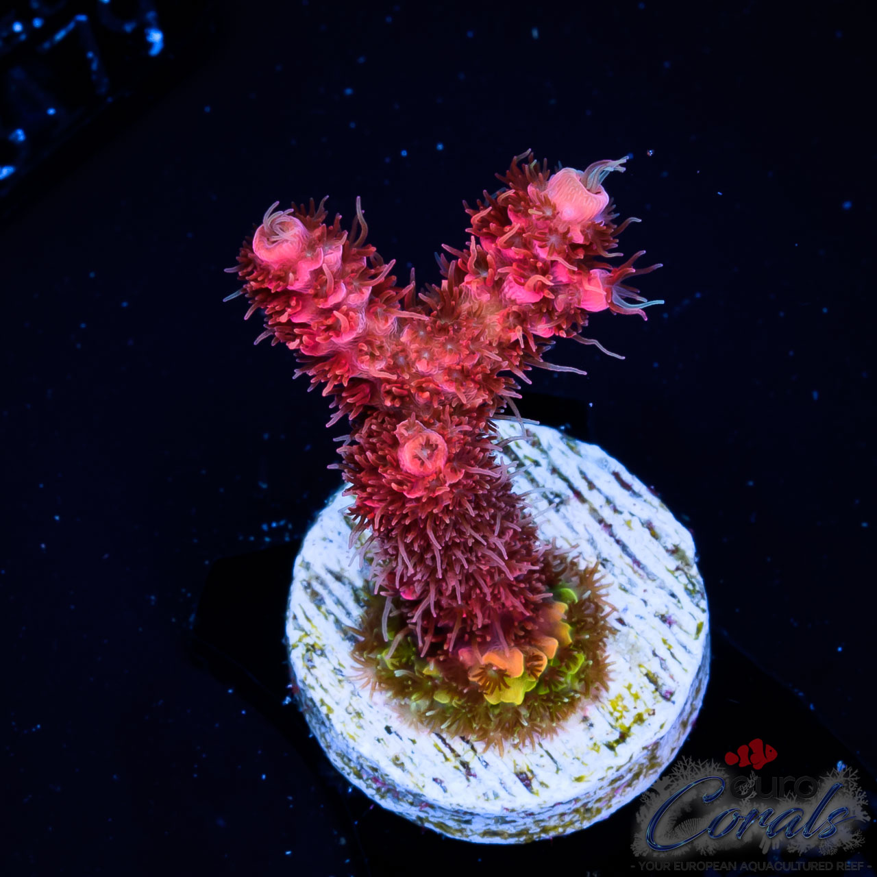 EC Somewhere Over The Rainbow Acro - Euro Corals